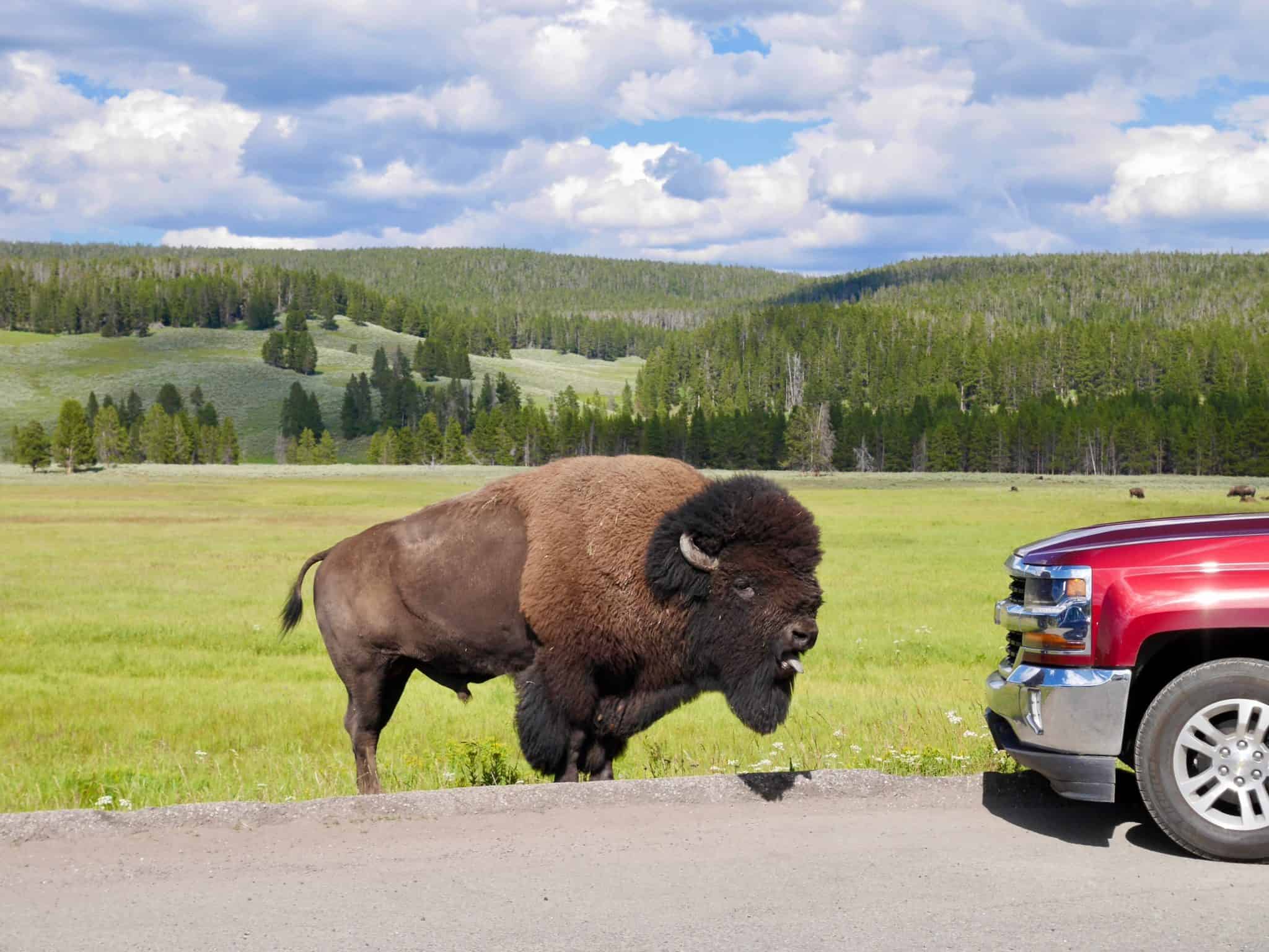 Yak vs. Bison: 4 Key Differences Explained - A-Z Animals