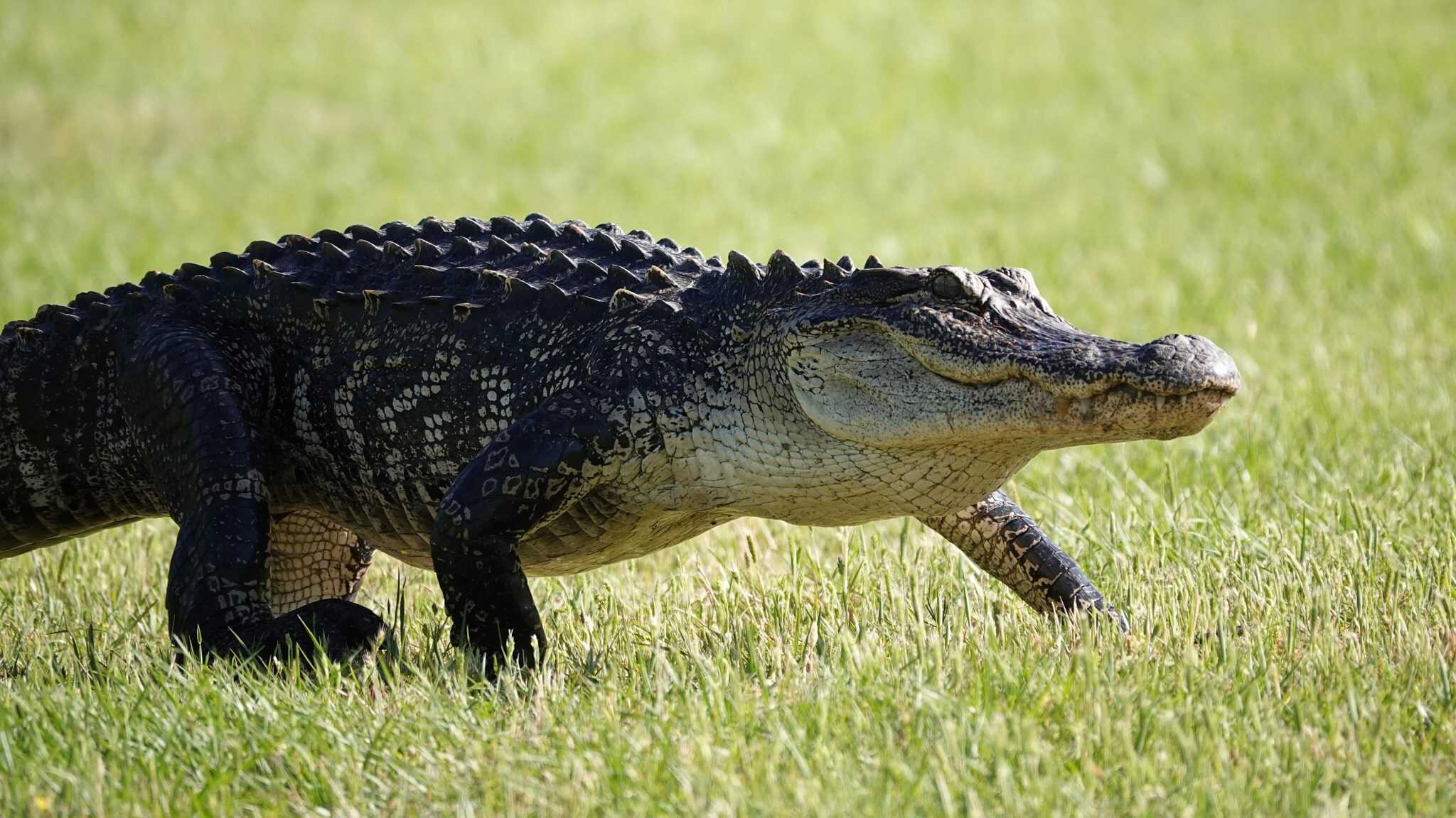 How Fast Can Alligators Run? - A-Z Animals