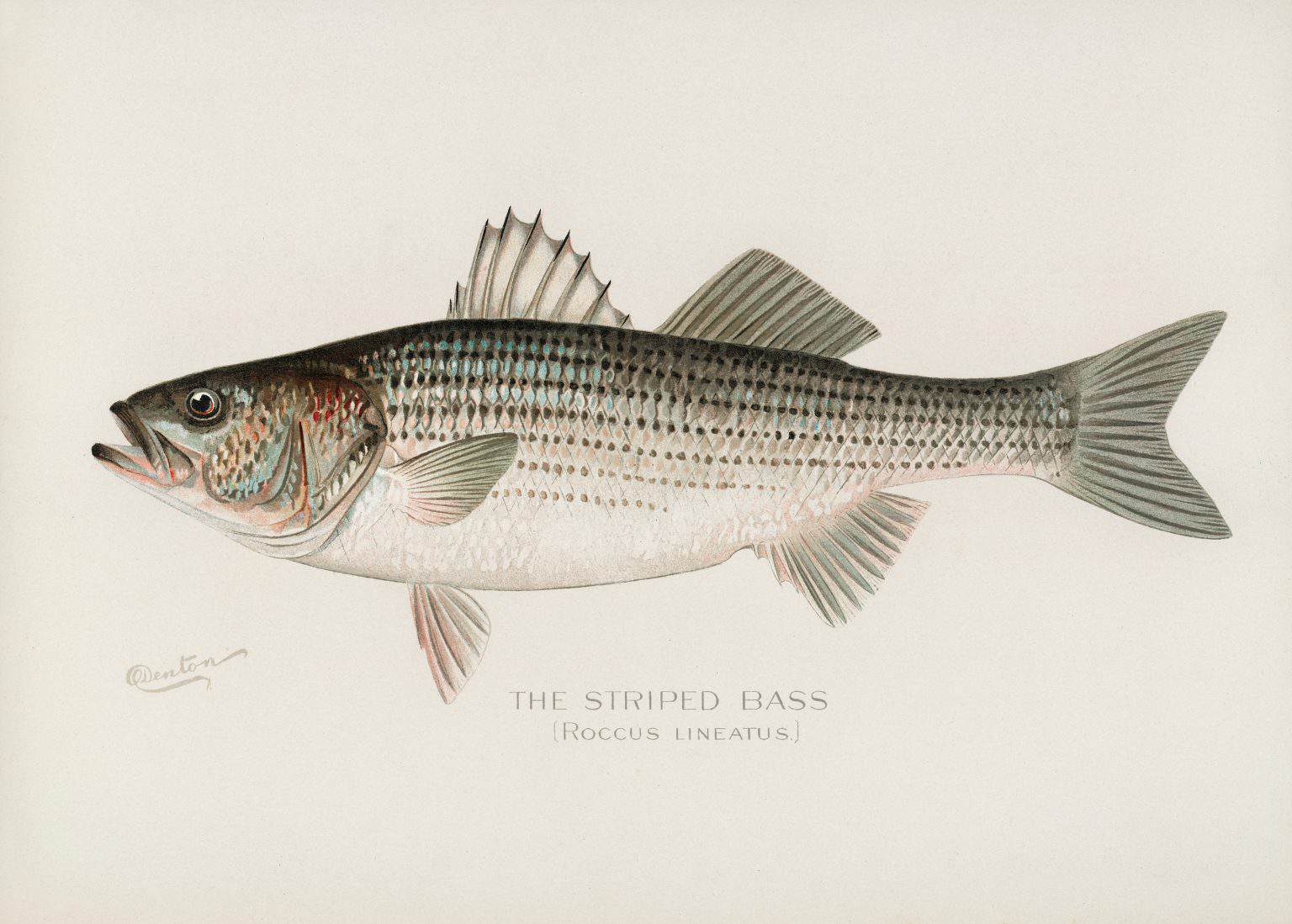 Striped Bass Animal Facts - Morone saxatilis - A-Z Animals