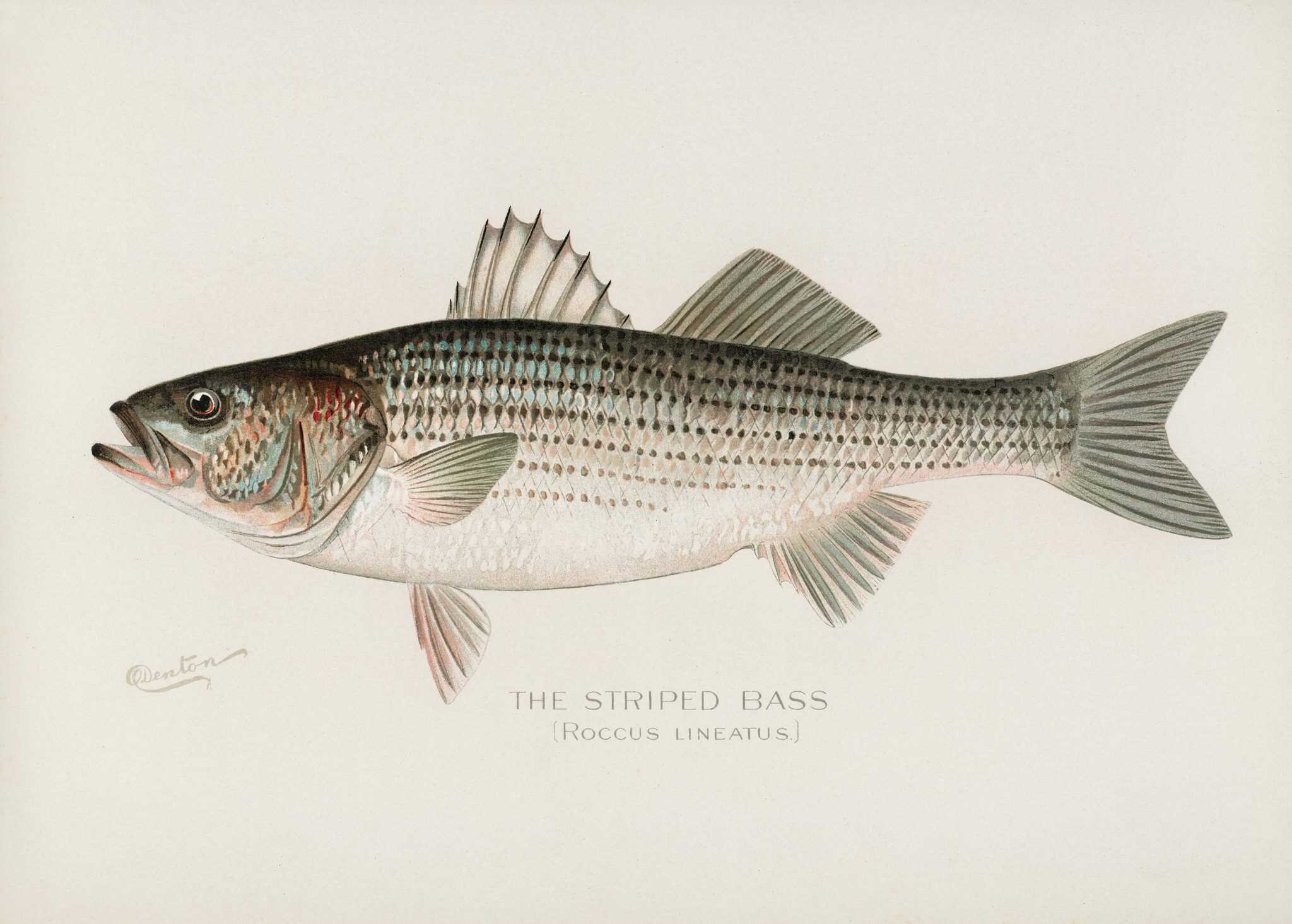 Striped Bass Animal Facts - Morone saxatilis - A-Z Animals
