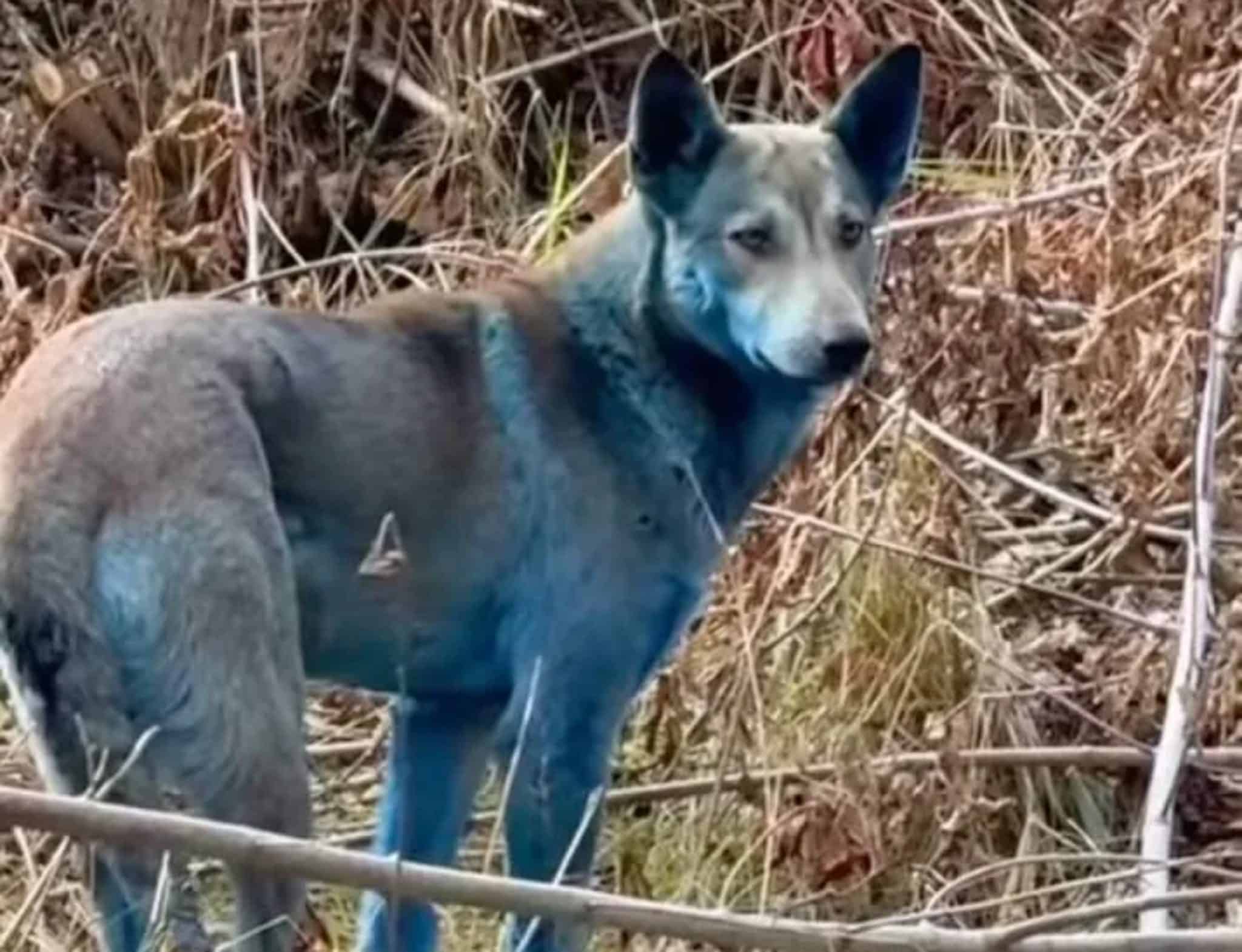 The Strange Mystery of Chernobyl’s Blue Dogs Explained - A-Z Animals