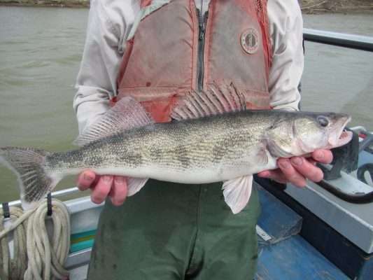 Every Fish and Freshwater Animal Living in the Ohio River Today - A-Z ...