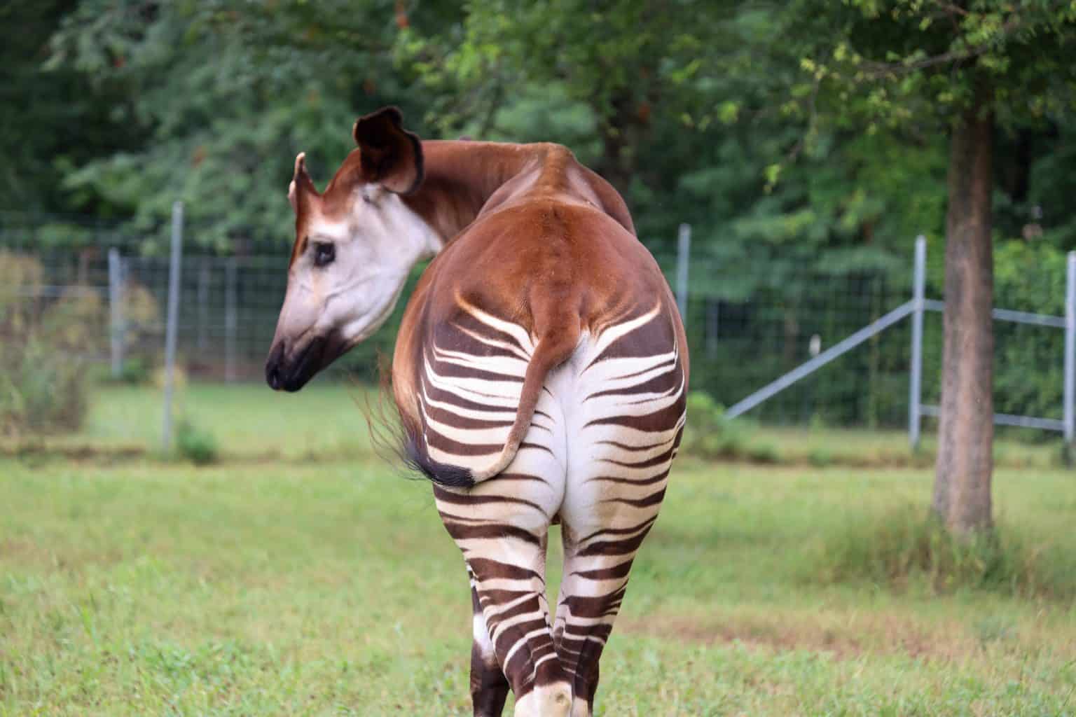Meet the Endangered Okapi, the Shy Forest Giraffe You’ve Probably Never Seen - A-Z Animals