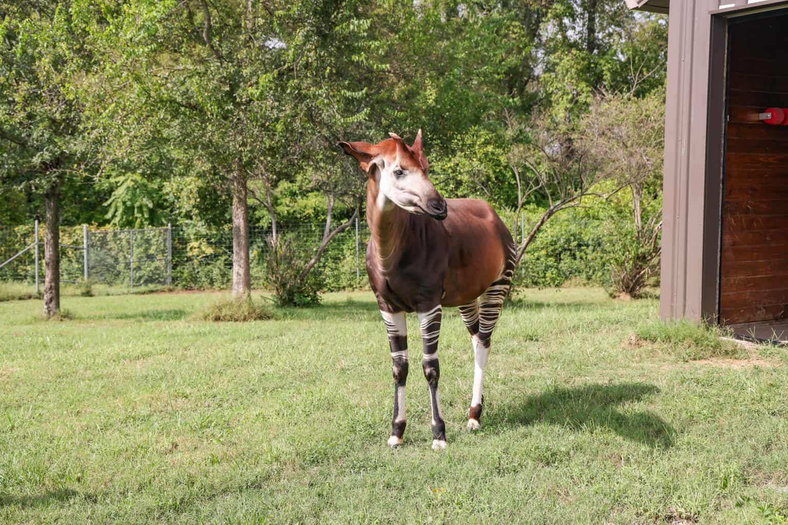 Meet the Endangered Okapi, the Shy Forest Giraffe You’ve Probably Never ...