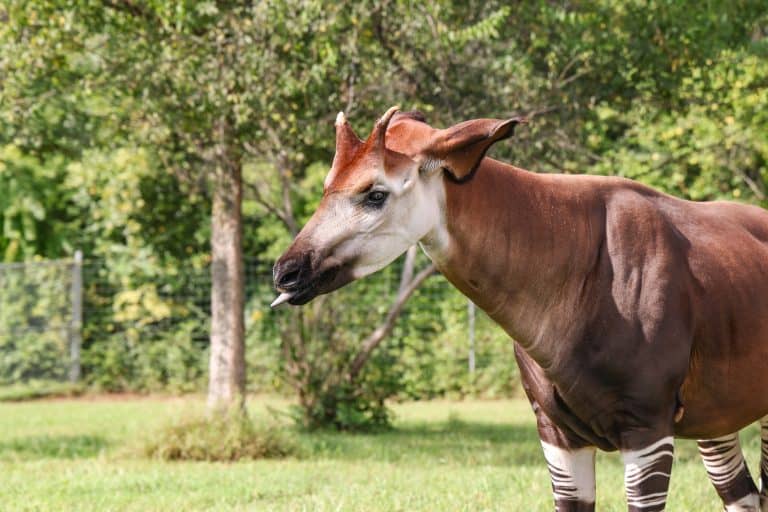 Meet the Endangered Okapi, the Shy Forest Giraffe You’ve Probably Never ...