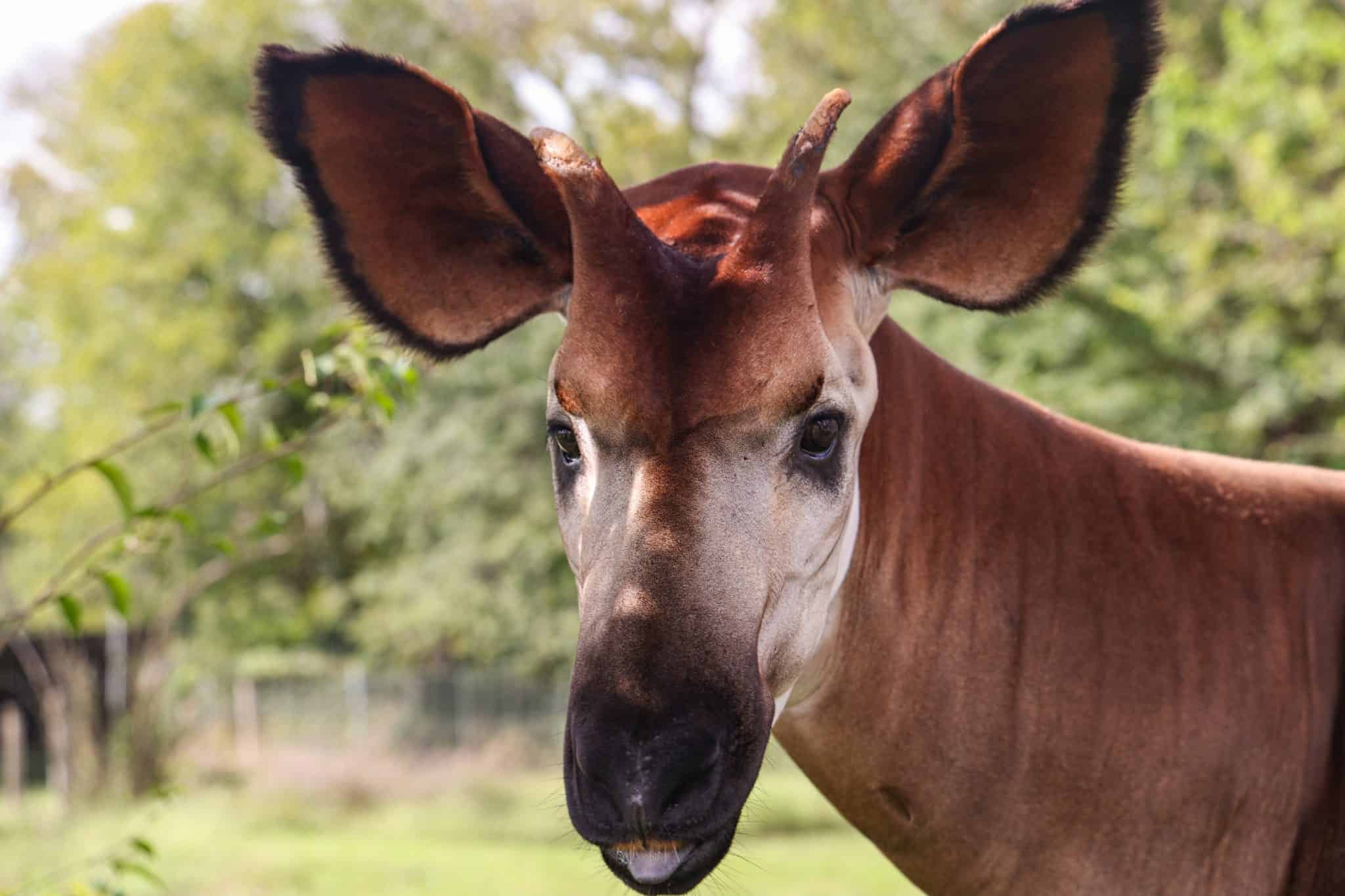 Meet the Endangered Okapi, the Shy Forest Giraffe You’ve Probably Never ...