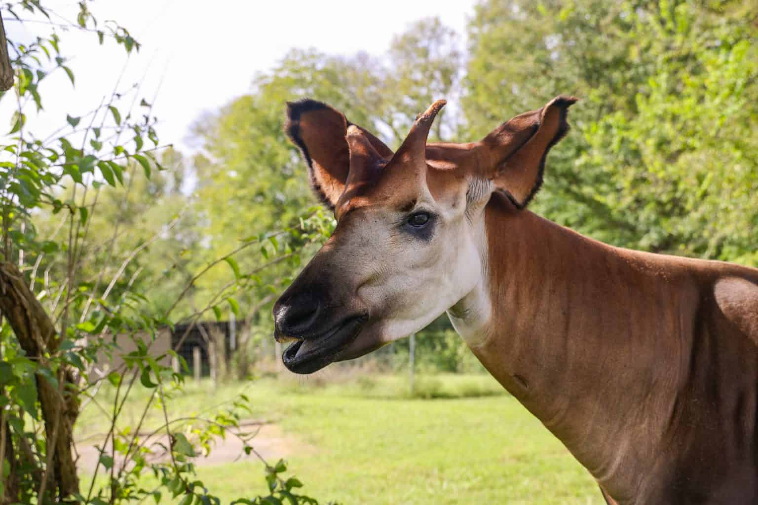 Meet the Endangered Okapi, the Shy Forest Giraffe You’ve Probably Never ...