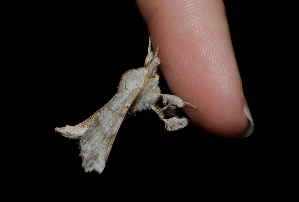 The Weirdest-Looking Moths on Earth - A-Z Animals