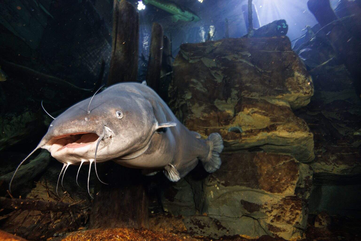 Blue Catfish Animal Facts - Ictalurus furcatus - A-Z Animals