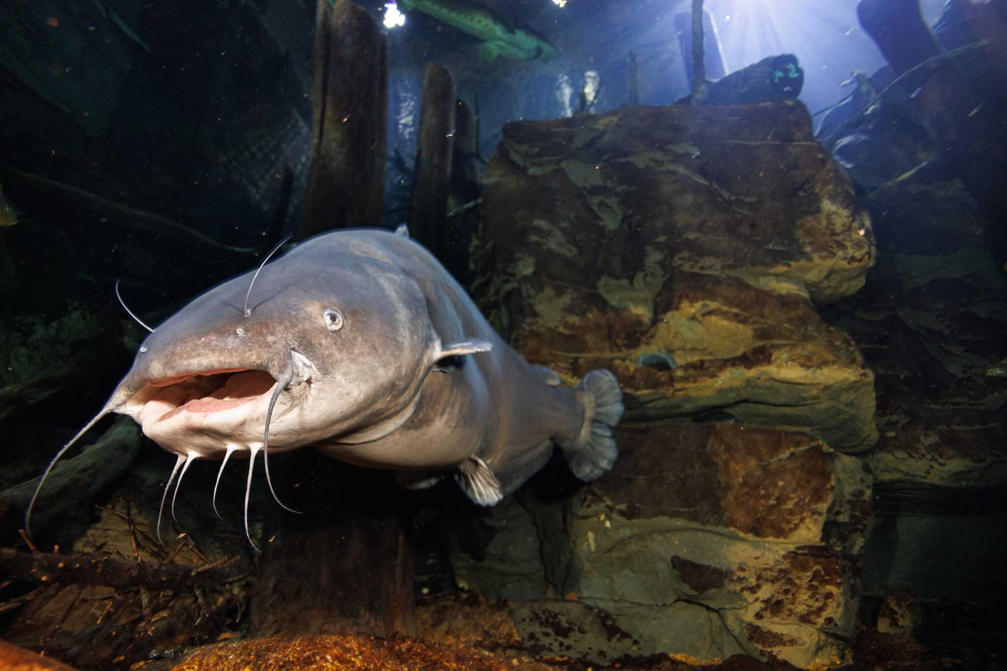 Blue Catfish Animal Facts - Ictalurus furcatus - A-Z Animals