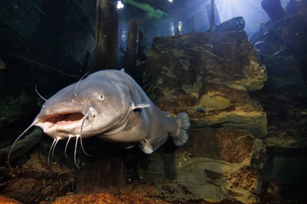 Blue Catfish Animal Facts - Ictalurus furcatus - A-Z Animals