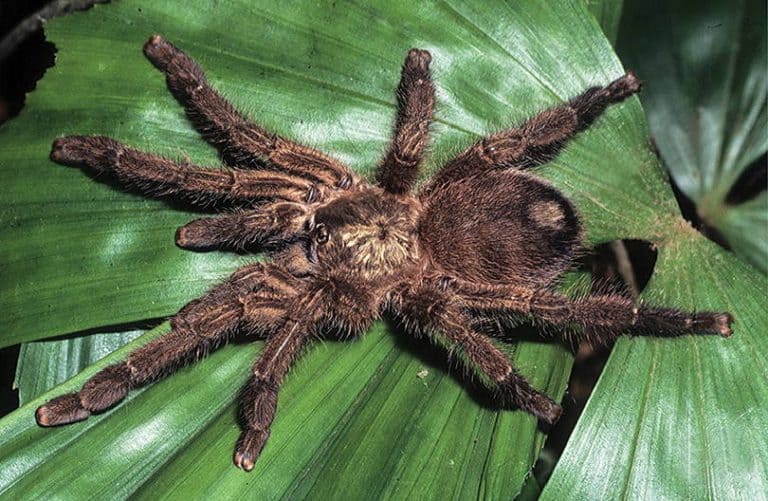 The Complete List of Tarantula Species - A-Z Animals