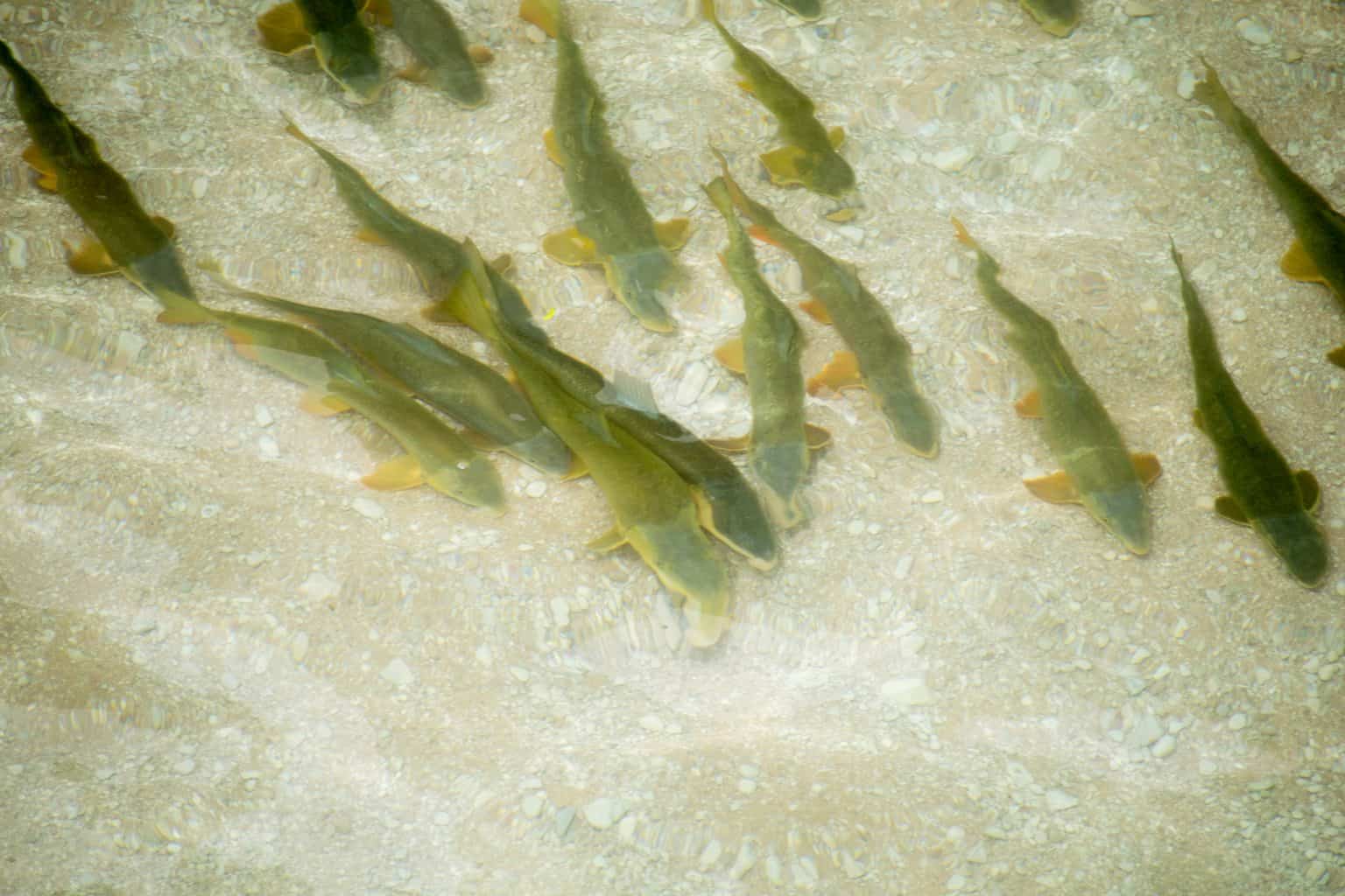 The Unique Desert Fish and Freshwater Species of the Colorado River - A ...