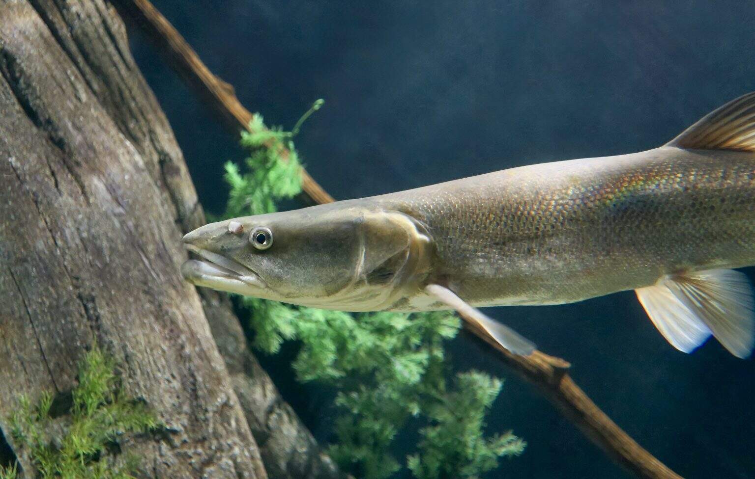 The Unique Desert Fish and Freshwater Species of the Colorado River - A ...