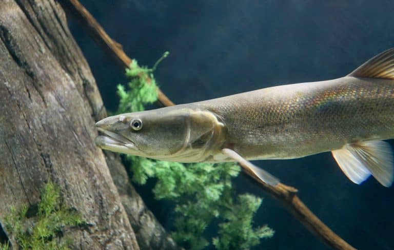 The Unique Desert Fish and Freshwater Species of the Colorado River - A ...