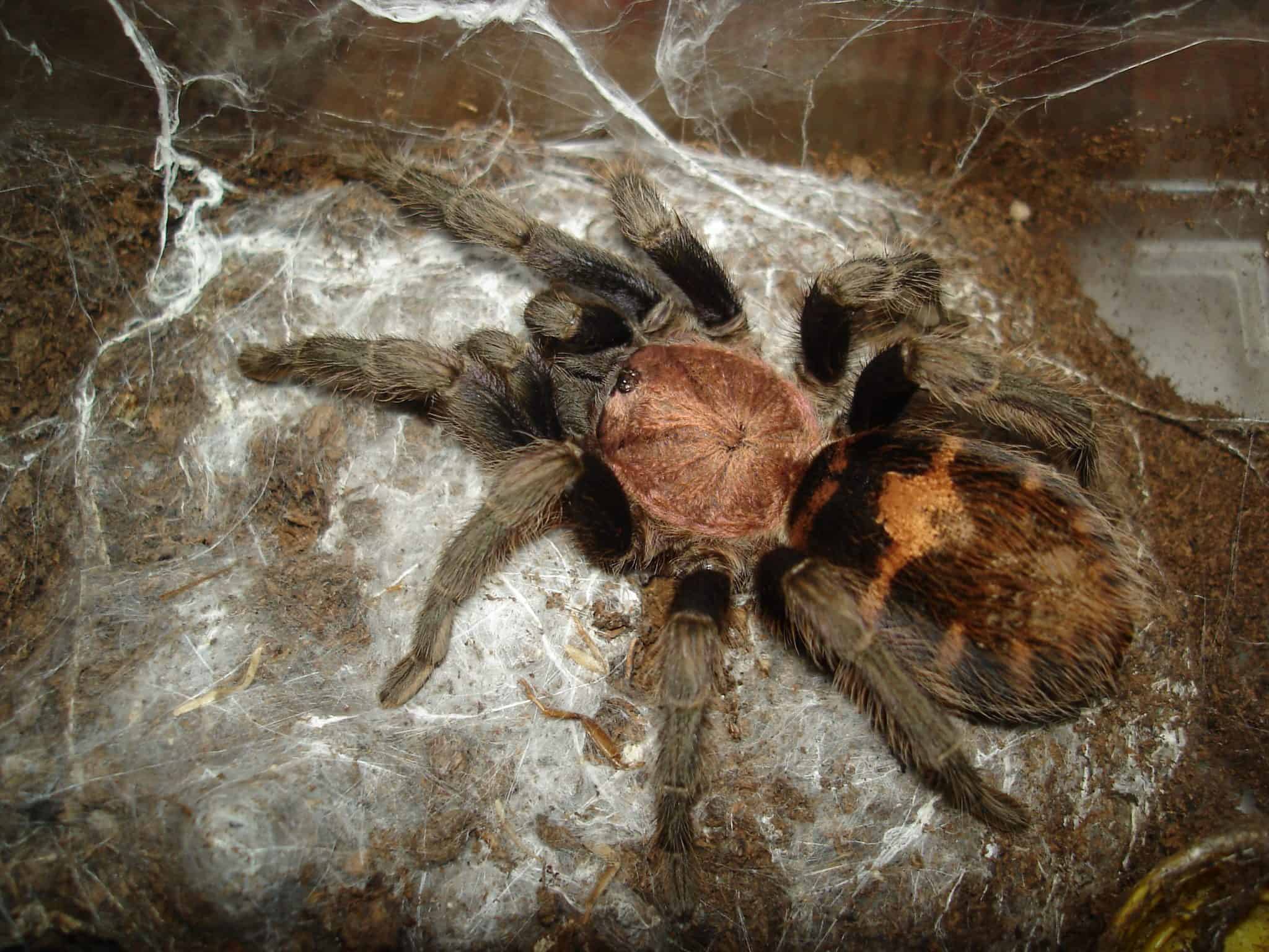 Cloud Forest Giants vs. Trapdoor Dwarfs: Which Tarantulas Rule Central ...