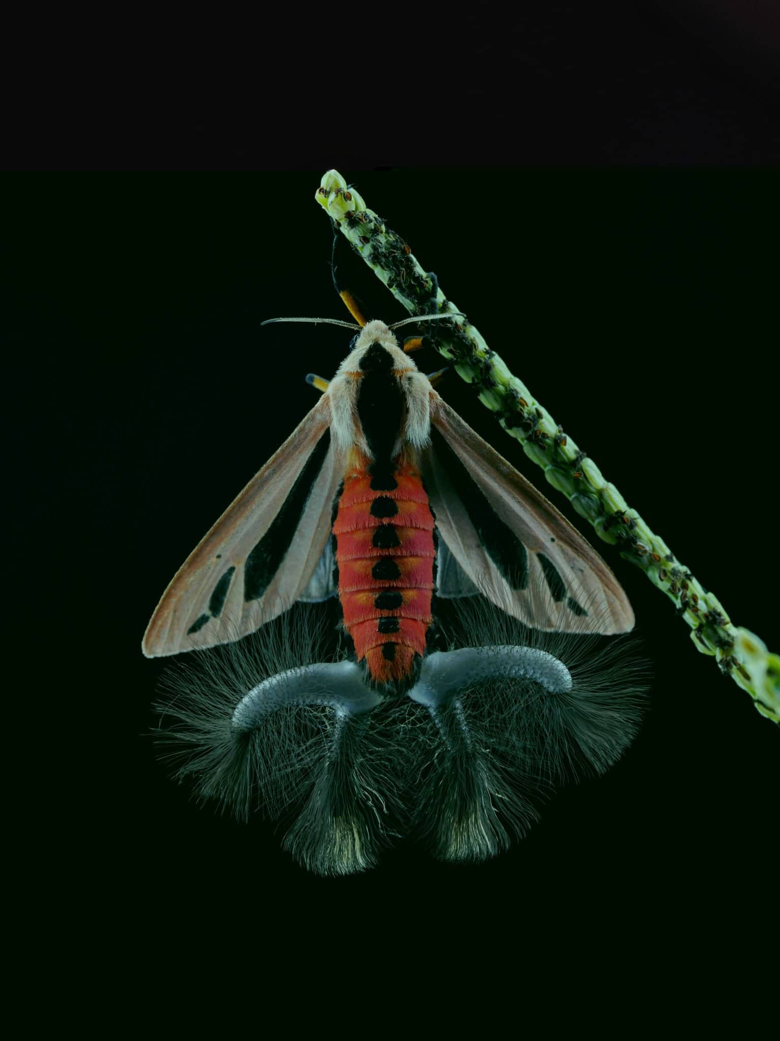 The Weirdest-Looking Moths on Earth - A-Z Animals