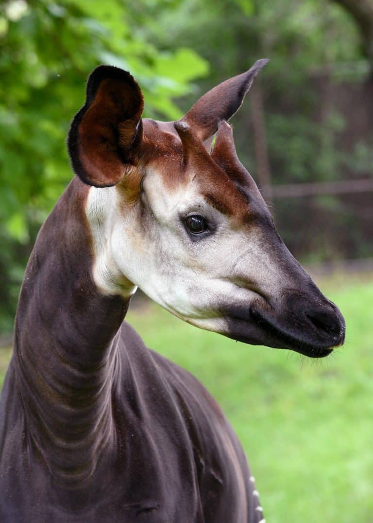 Inside Brookfield Zoo’s Remarkable History with the Elusive Okapi - A-Z ...
