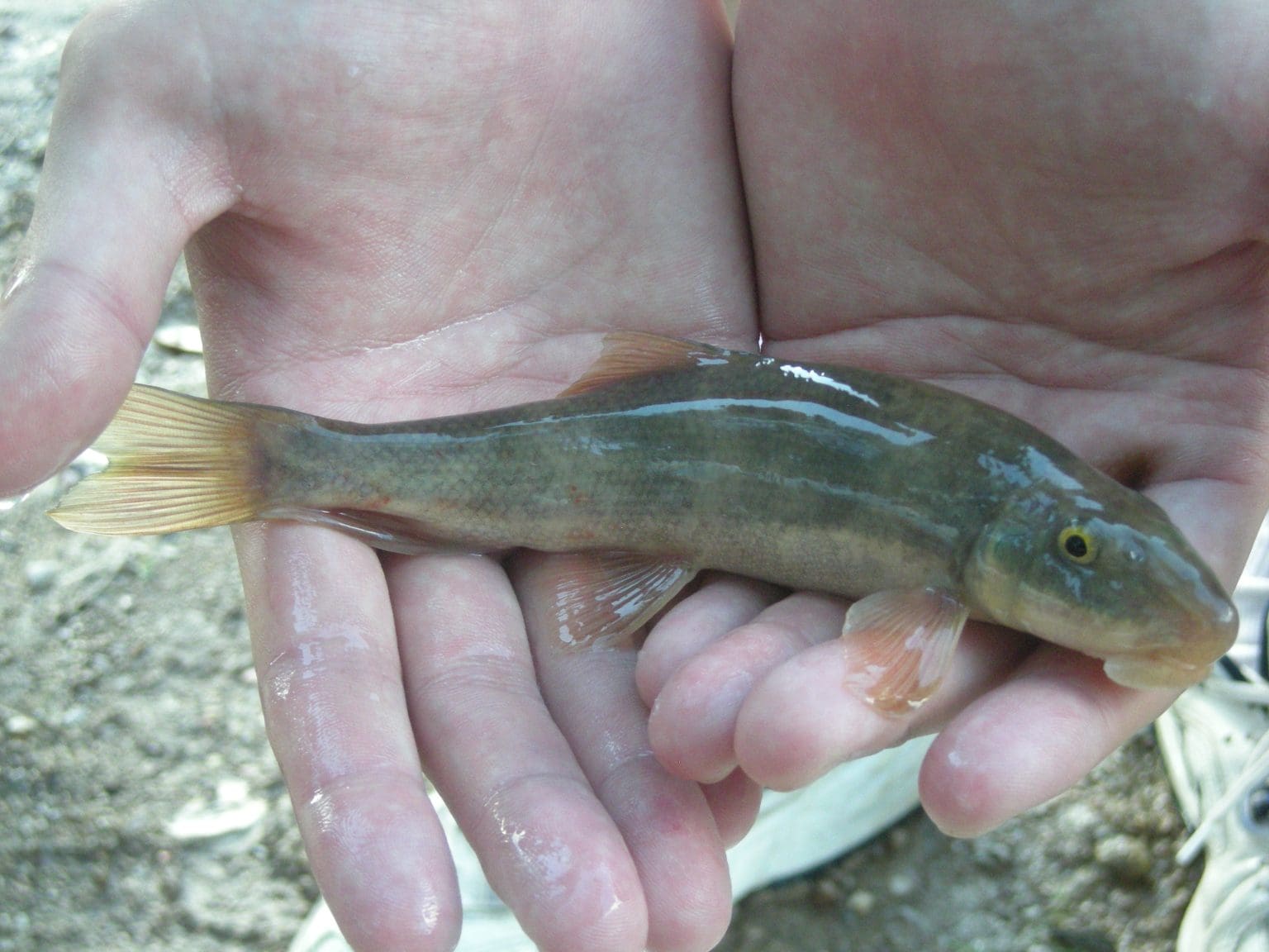 The Unique Desert Fish and Freshwater Species of the Colorado River - A ...