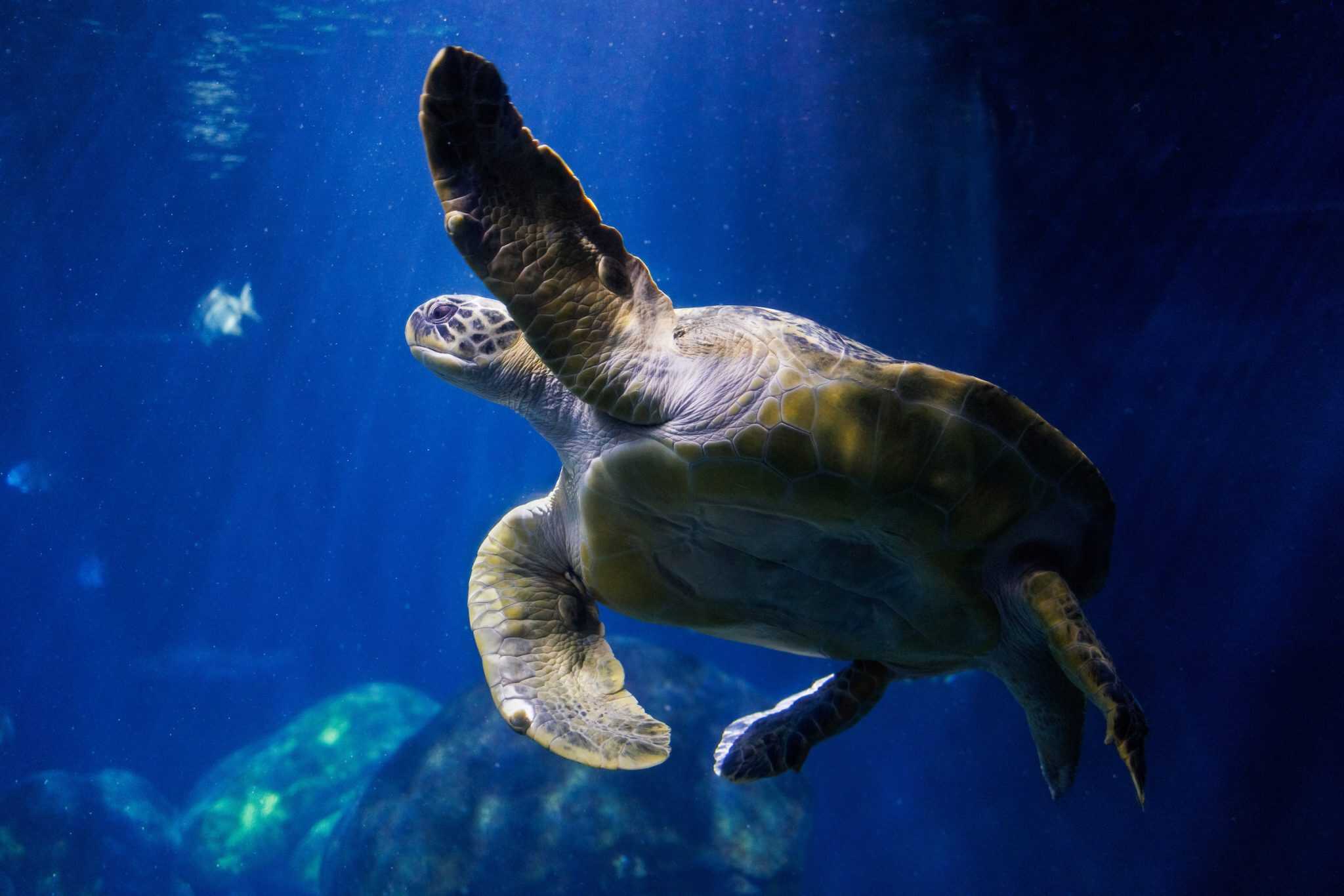 Buried Before Birth: How Turtle Hatchlings Dig Their Way to the Surface ...