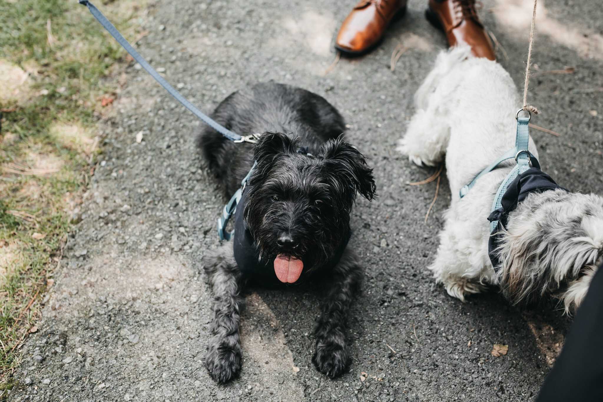 Why Older Dogs and Cats Make the Best Companions - A-Z Animals