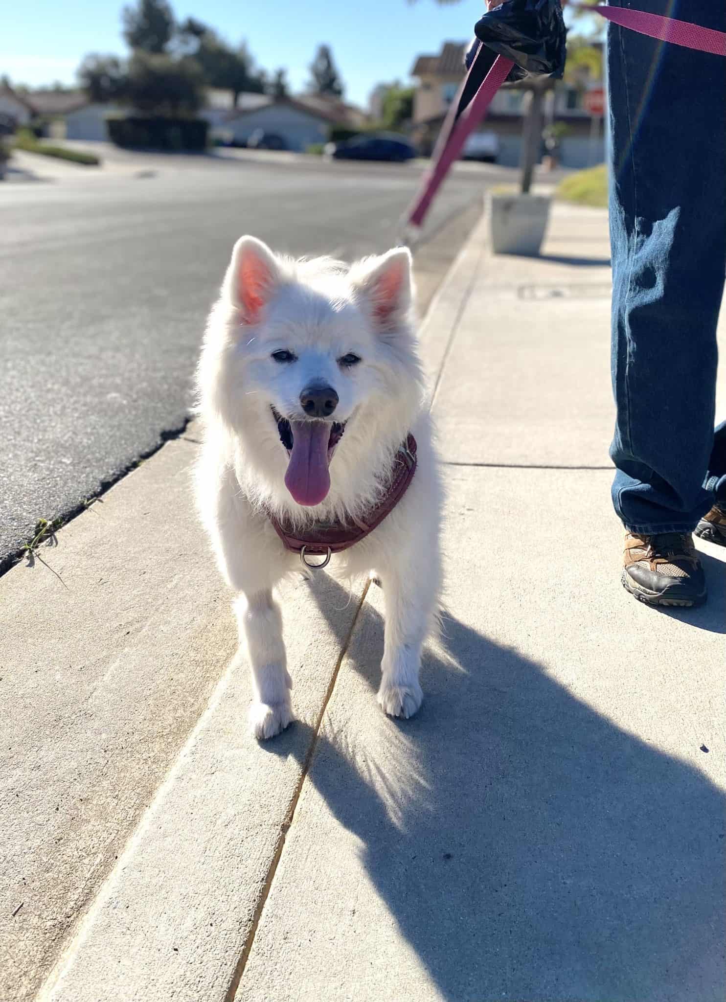 Why Older Dogs and Cats Make the Best Companions - A-Z Animals
