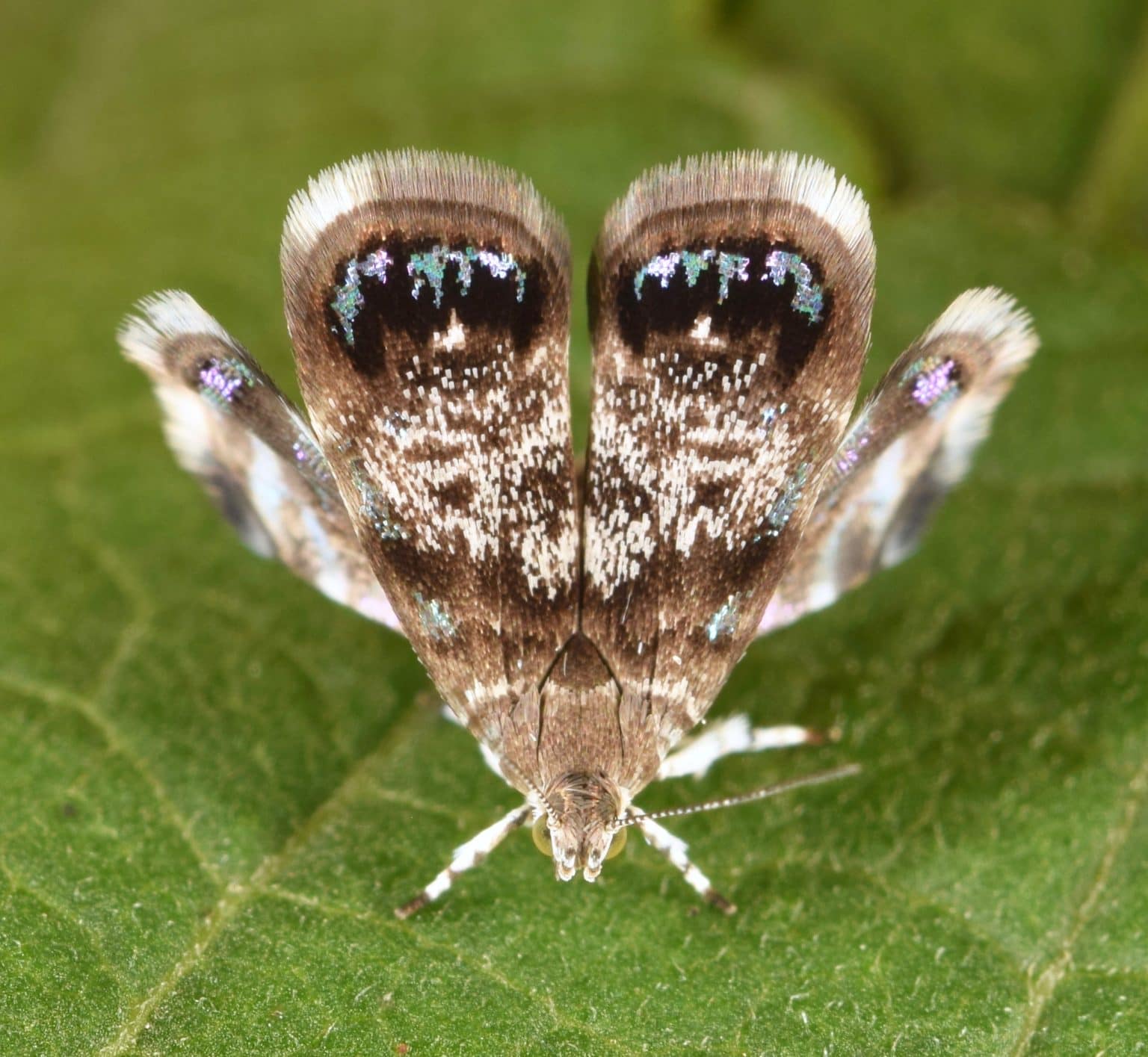 The Weirdest-Looking Moths on Earth - A-Z Animals