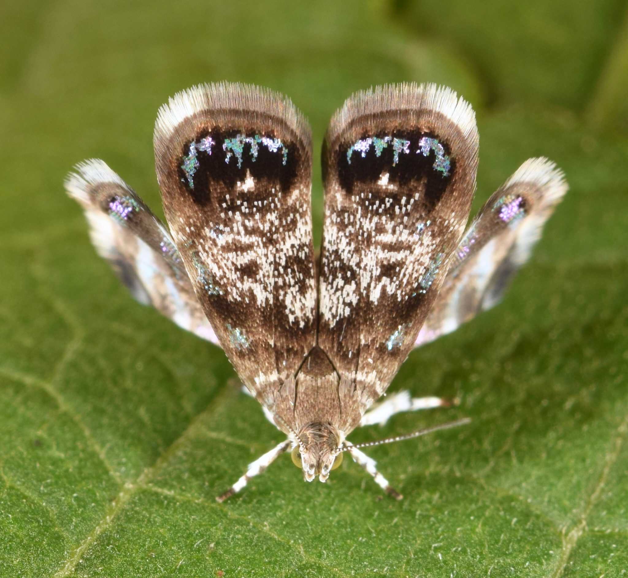 The Weirdest-Looking Moths on Earth - A-Z Animals