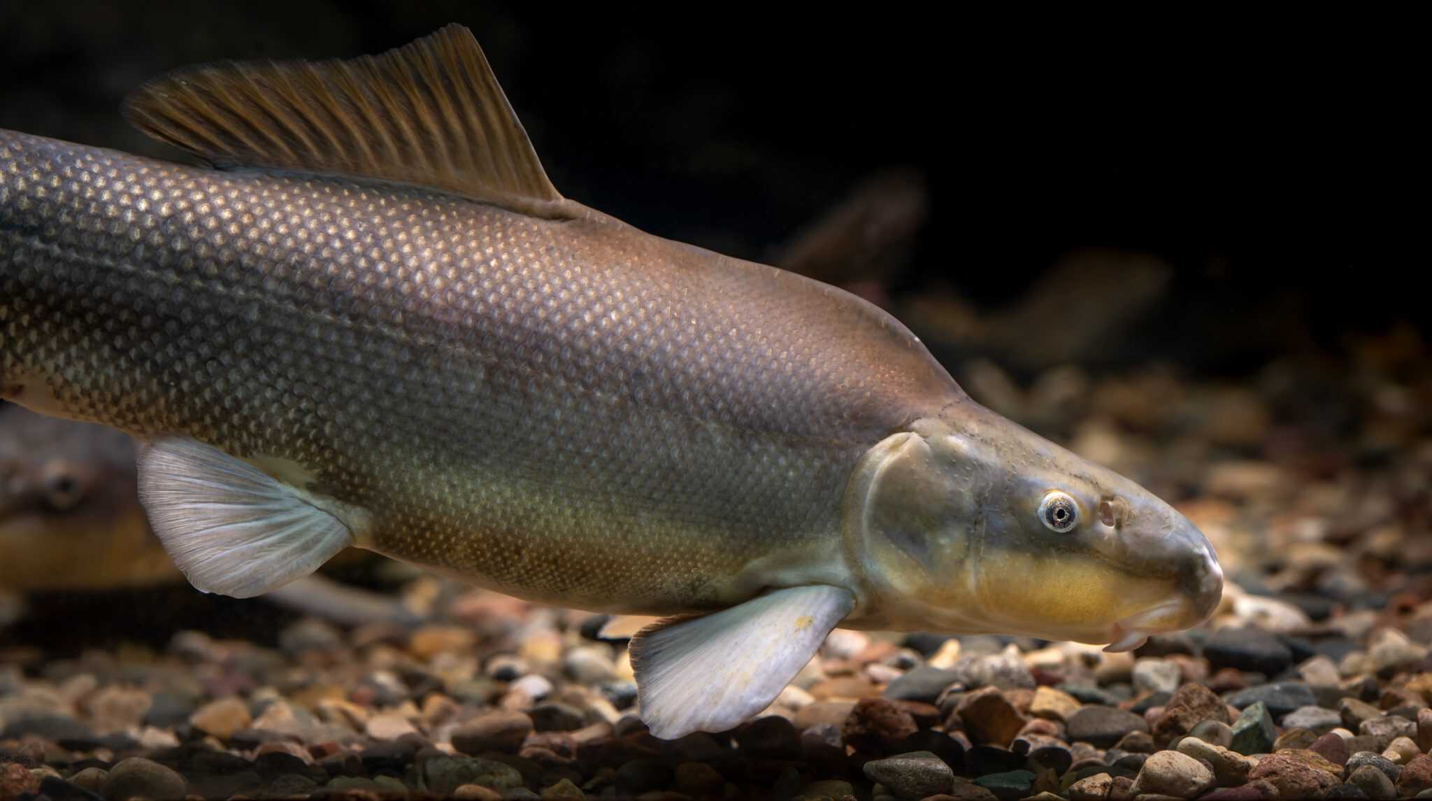 The Unique Desert Fish and Freshwater Species of the Colorado River - A ...