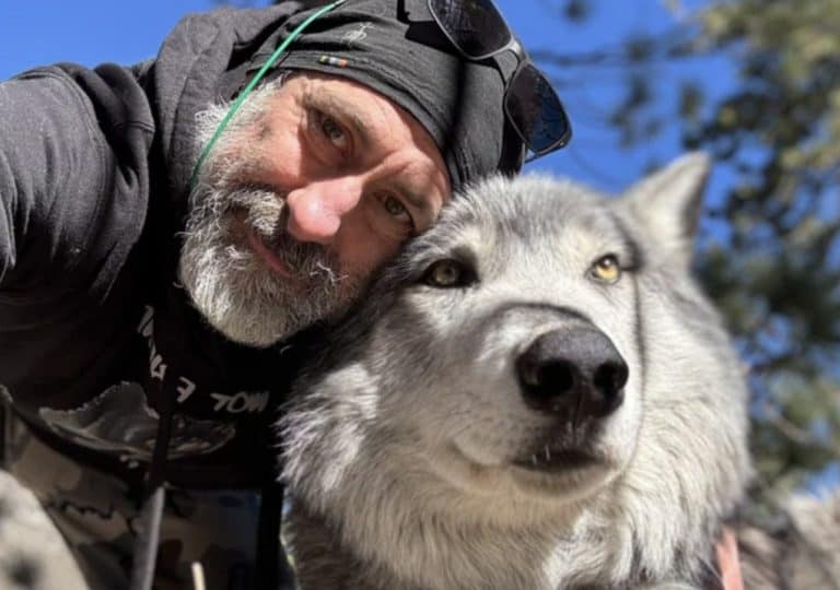 Debunking the Alpha Myth: Find out the Truth About Wolfpacks (Family ...