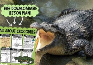 Chomp! A Free Unit Study all About Crocodiles - A-Z Animals
