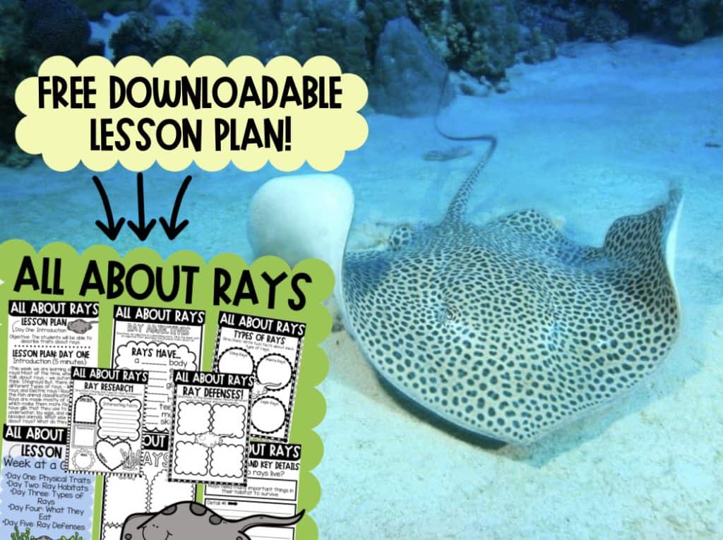 Explore the World of Underwater Fliers With Our Free Lesson Plan on ...