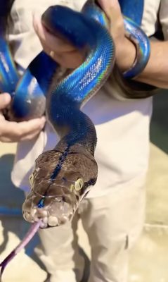 The Shimmering Rainbow Python That Took the Internet by Storm - A-Z Animals