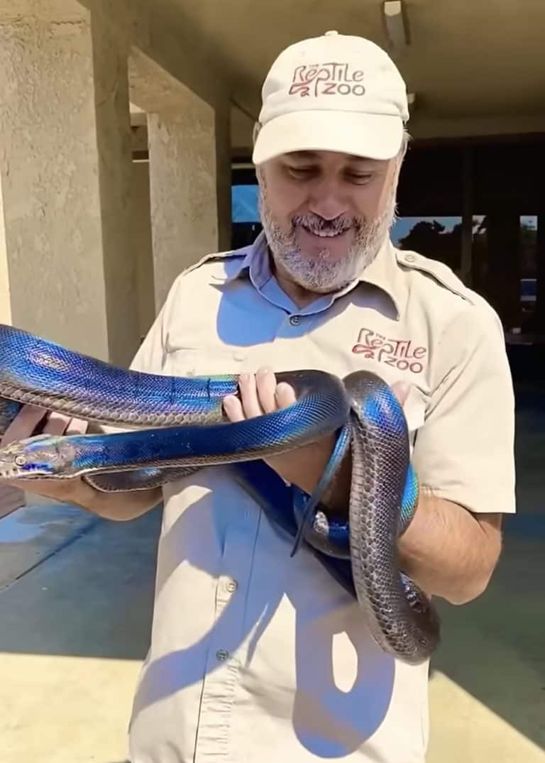 The Shimmering Rainbow Python That Took the Internet by Storm - A-Z Animals