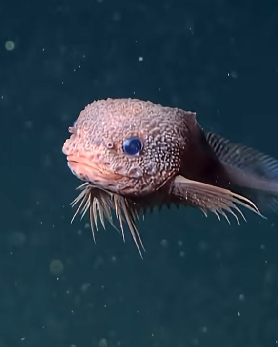 Mysterious Animals Lurk in the Mariana Trench - A-Z Animals Slideshows