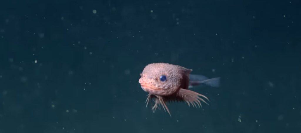 The Pink Bumpy Snailfish Is the Sea's Cutest Newly Discovered Animal ...