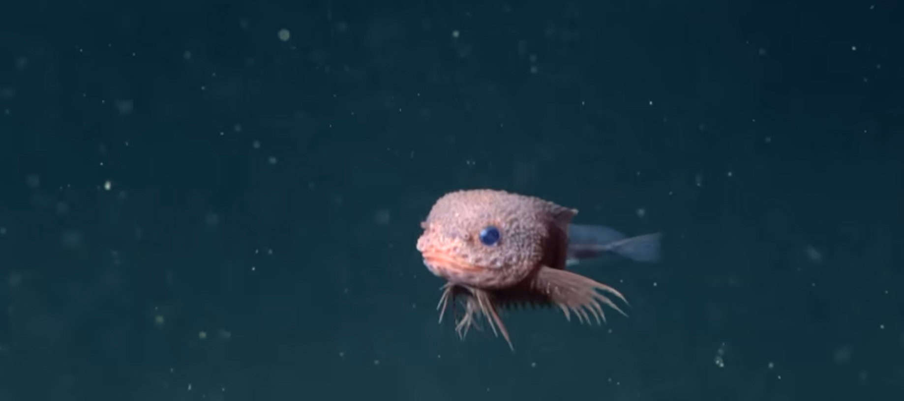 Check Out This Adorable New Deep-Sea Species - A-Z Animals