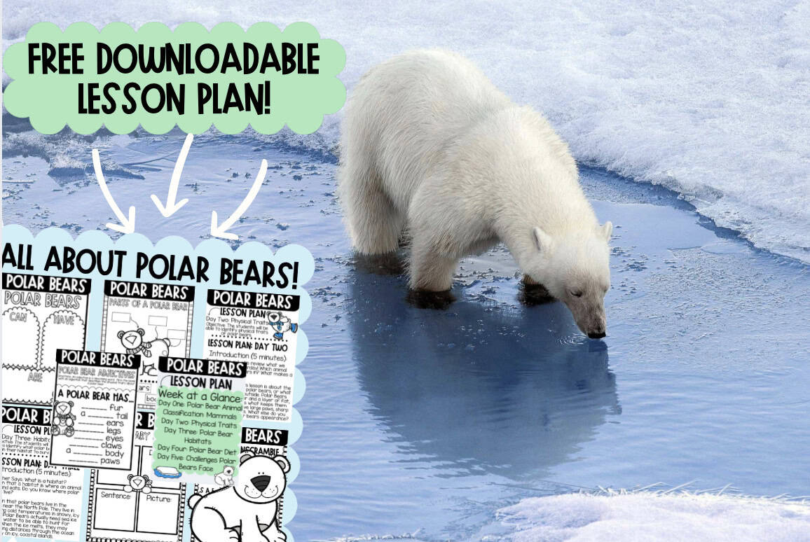 Meet the Intriguing Pizzly Bear - A-Z Animals Slideshows