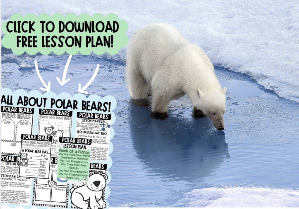 A Free Downloadable Polar Bear Unit Plan For Students - A-Z Animals