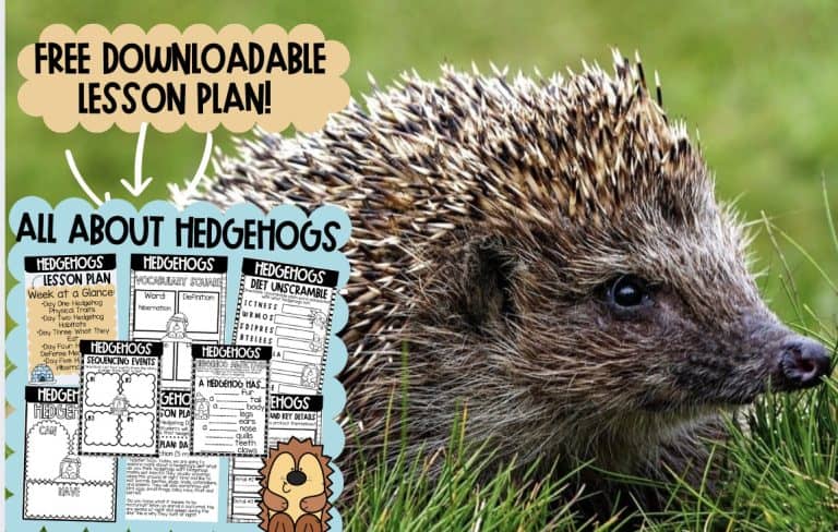 All About Hedgehogs: Free Unit Plan & Classroom Activities for Kids - A ...