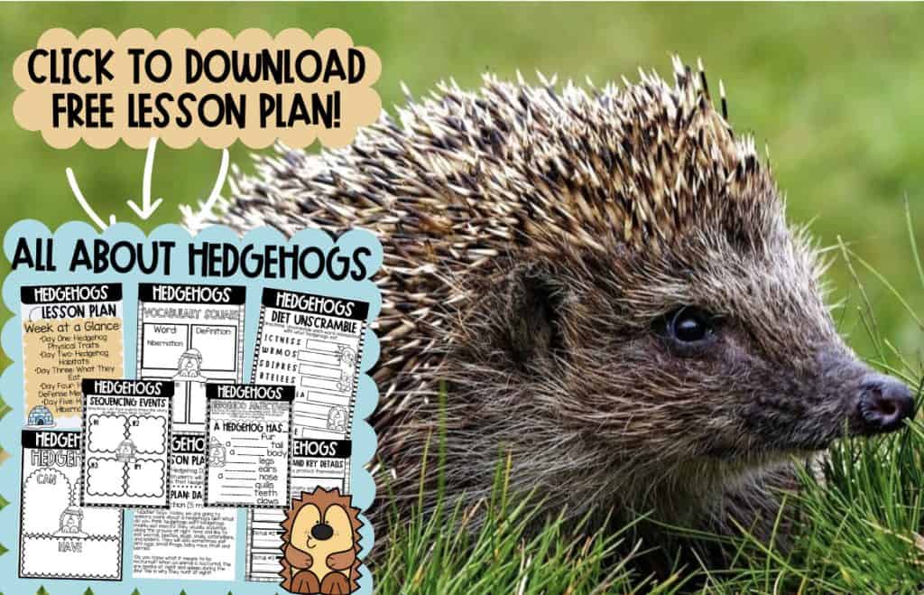 All About Hedgehogs: Free Unit Plan & Classroom Activities for Kids - A ...