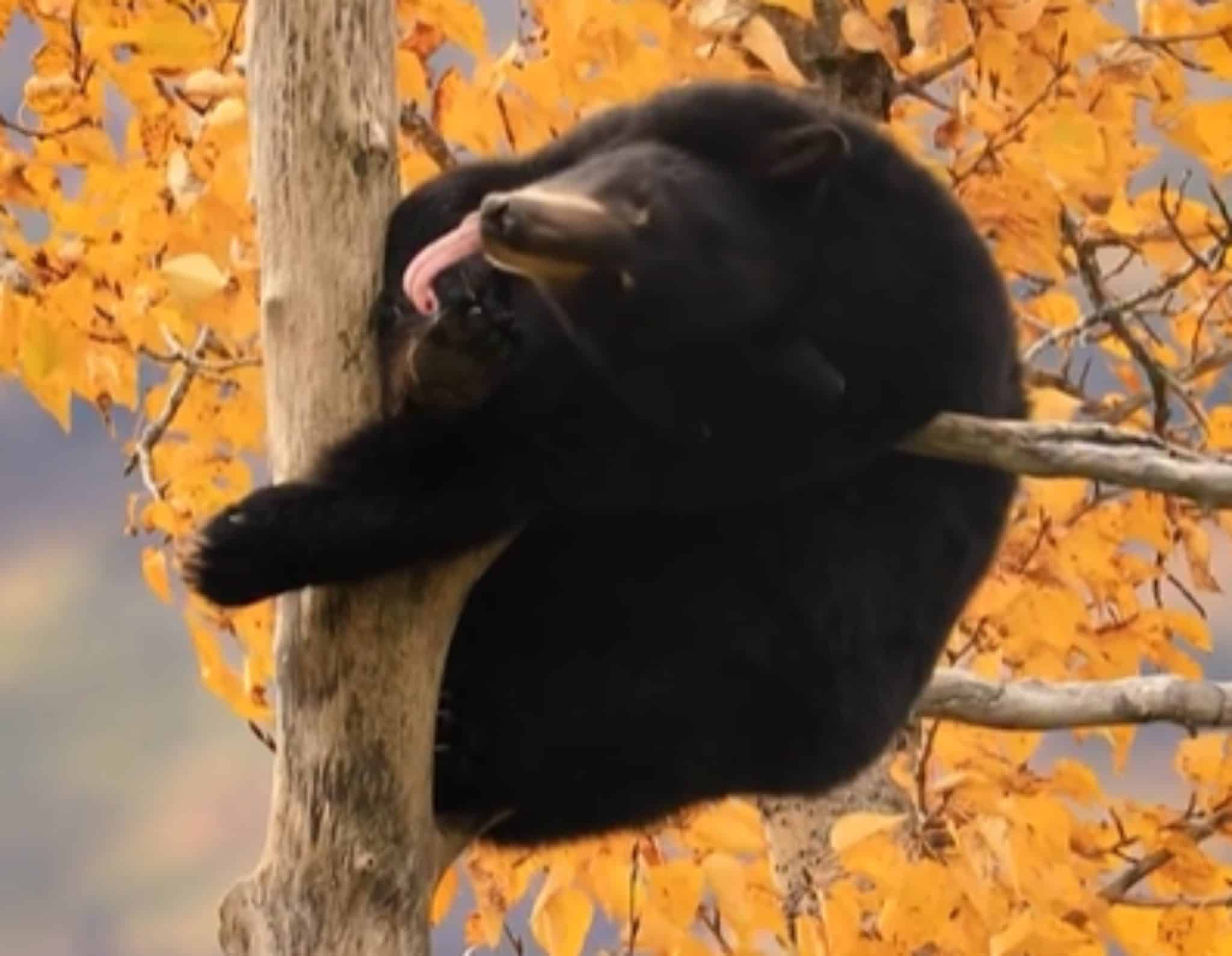 Adorable Black Bear Enjoys a Lazy Day Lounging in a Tree - A-Z Animals