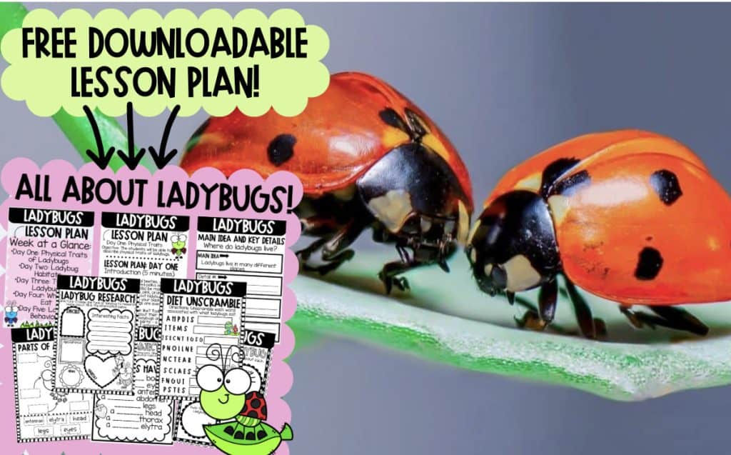 All About Ladybugs: Free Elementary Science & Literacy Unit Plan for ...