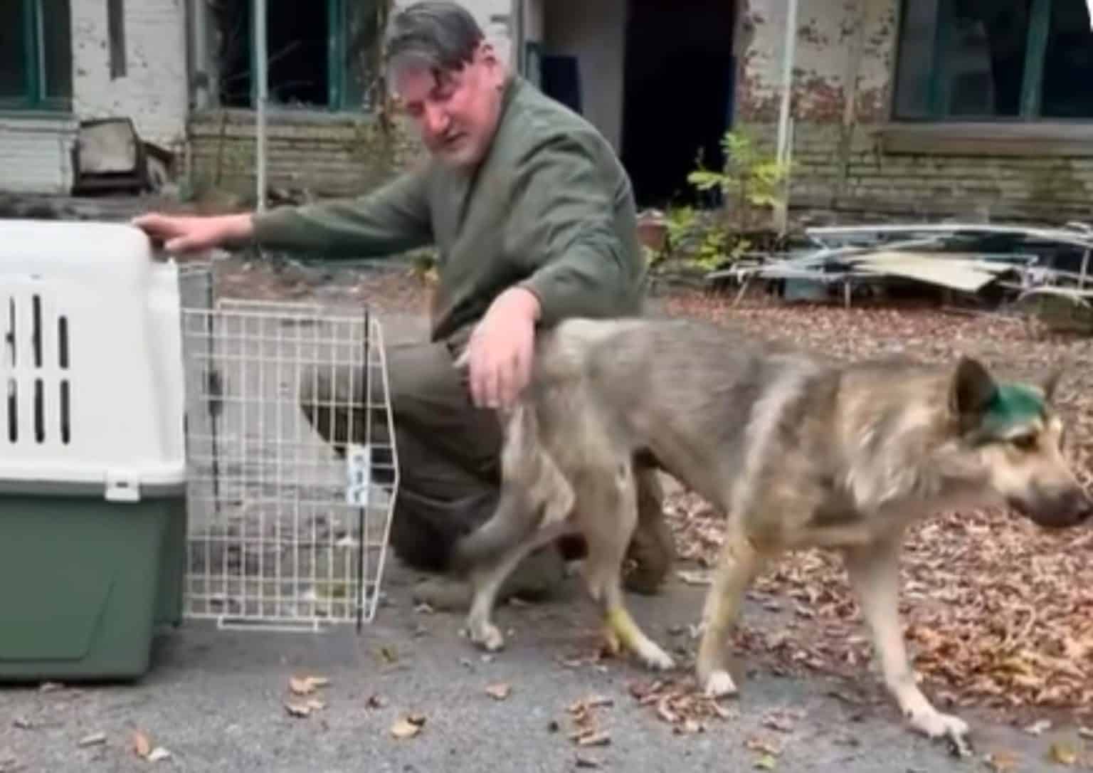 The Strange Mystery of Chernobyl’s Blue Dogs Explained - A-Z Animals