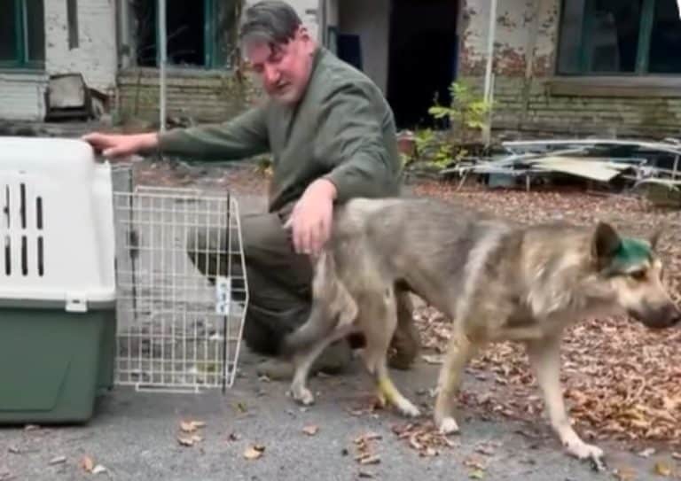 The Strange Mystery of Chernobyl’s Blue Dogs Explained - A-Z Animals