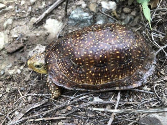 Your Complete Guide to North American Box Turtles - A-Z Animals