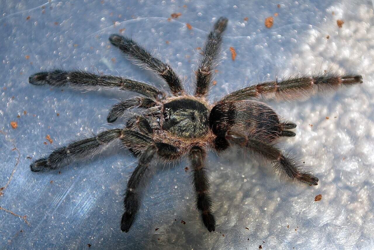 Midnight Blue Spiders Emerge From High Andean Slopes - A-Z Animals