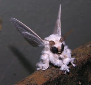 The Weirdest-Looking Moths on Earth - A-Z Animals