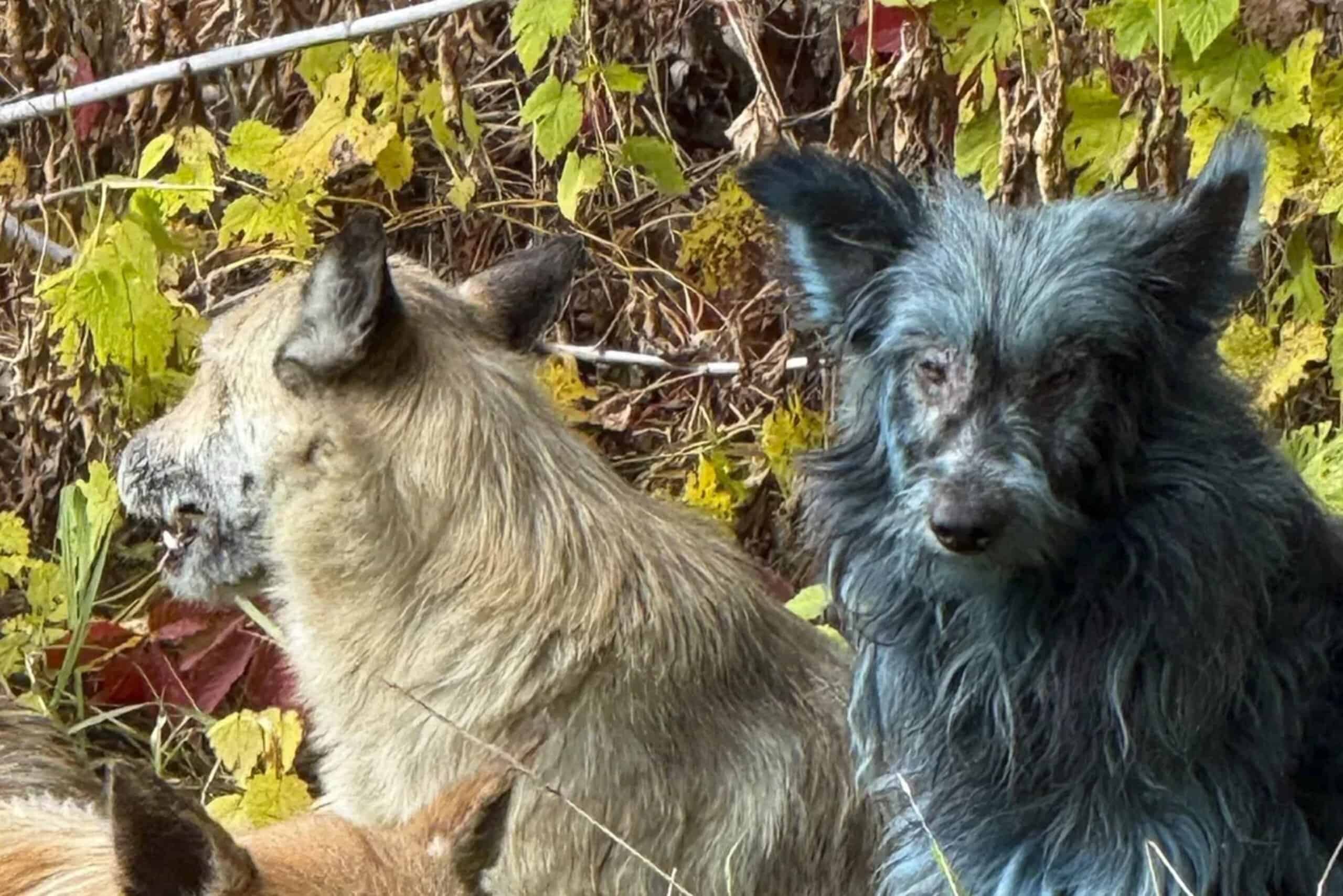 Chernobyl Diaries Dogs