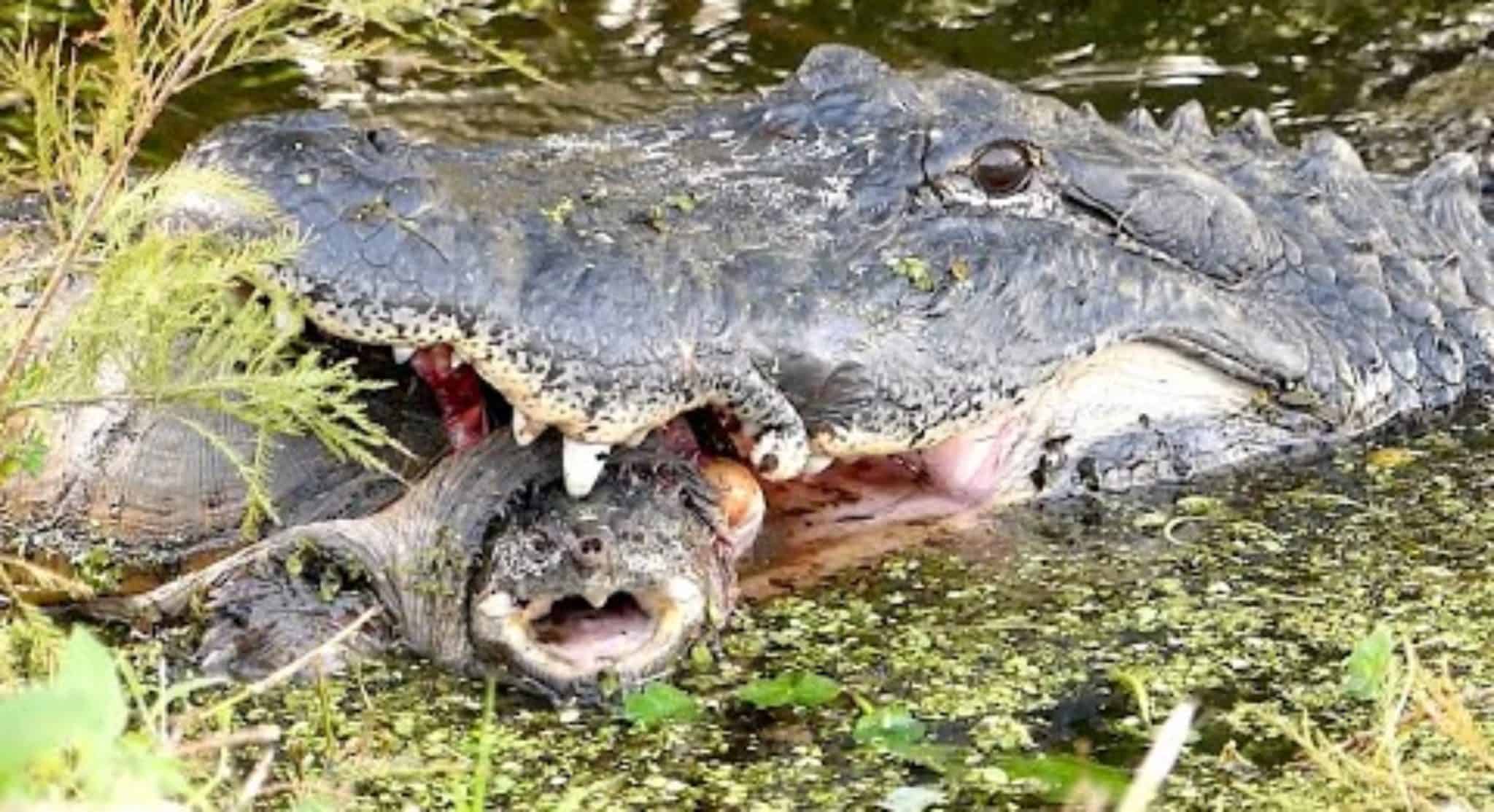 How Does a Snapping Turtle Measure Up Against an Alligator? - A-Z Animals